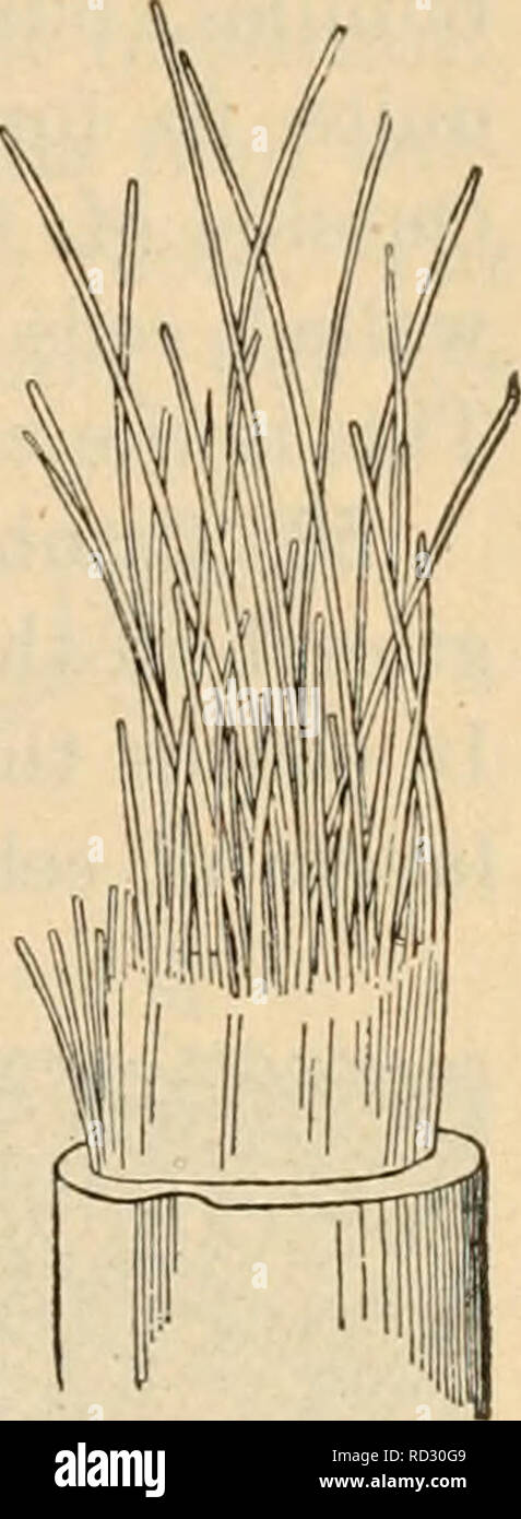 Overlapping strands of grass hi-res stock photography and images - Alamy