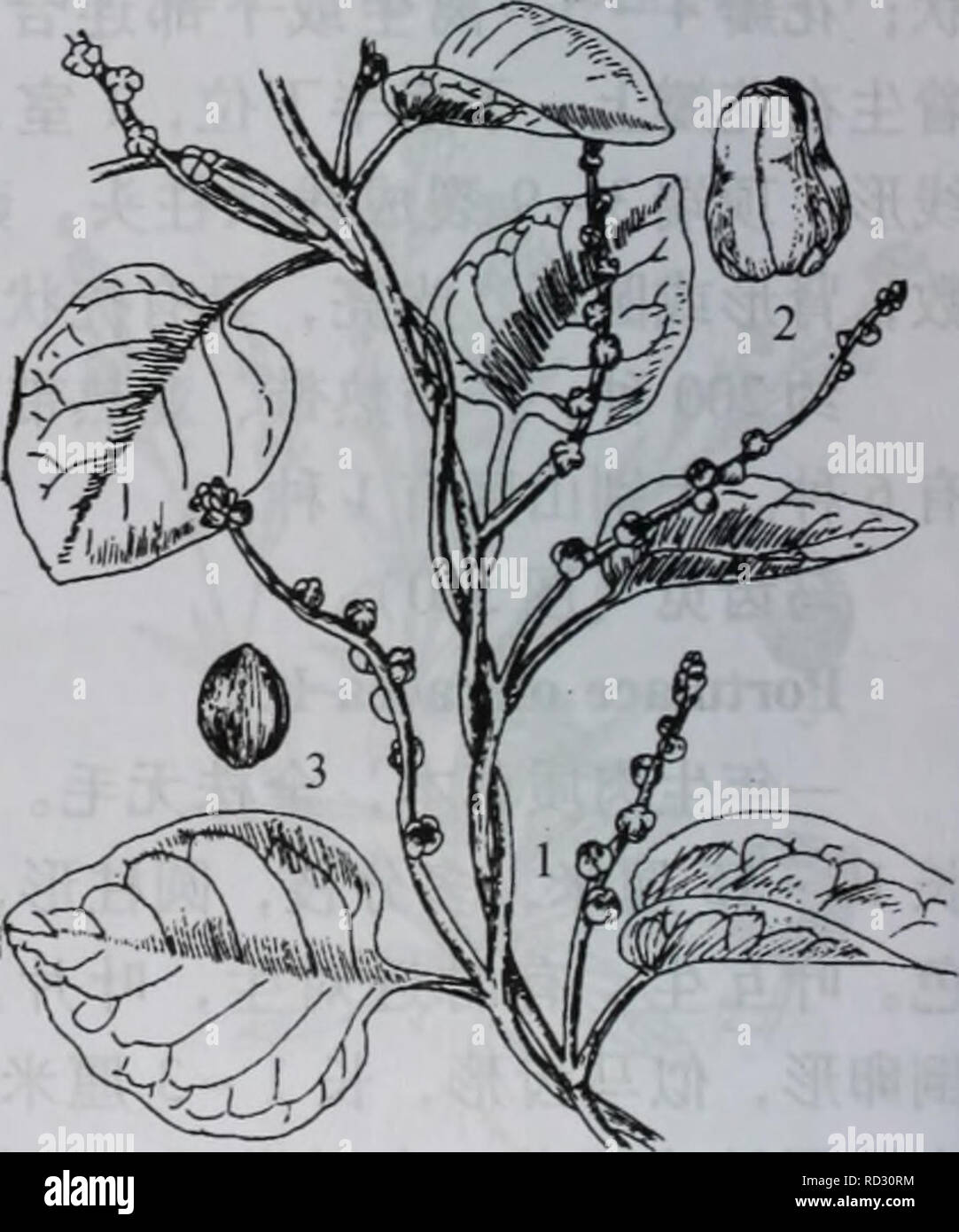 Basellaceae hi-res stock photography and images - Alamy