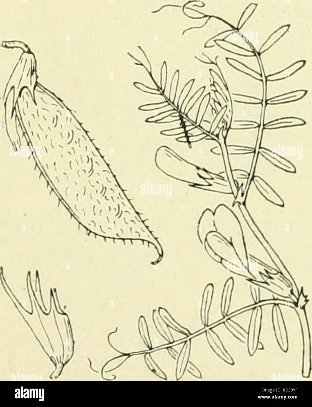 . De flora van Nederland. Plants. Vicio hybrid-n Fig. 822.. V. lütea ...