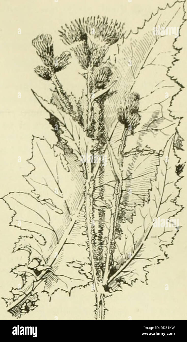 . De flora van Nederland. Plants. FAMILIE 109. COMPOSITAE. — 425. bige ...