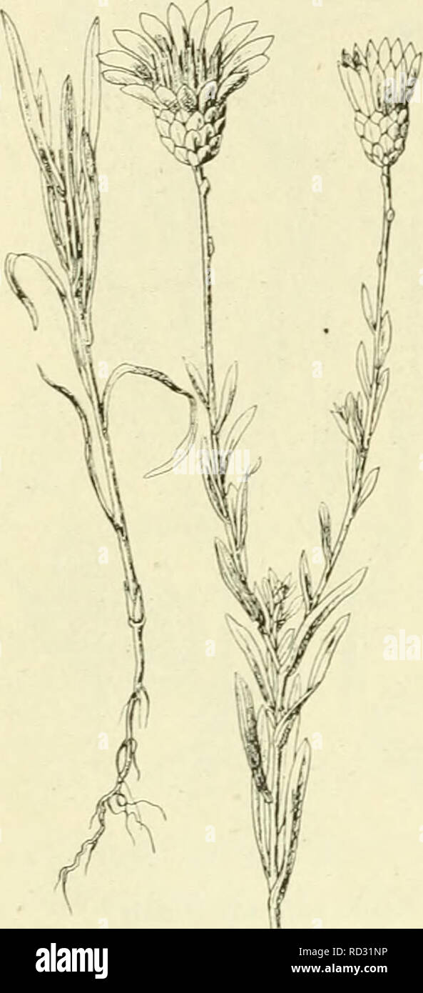 Penwortel hi-res stock photography and images - Alamy