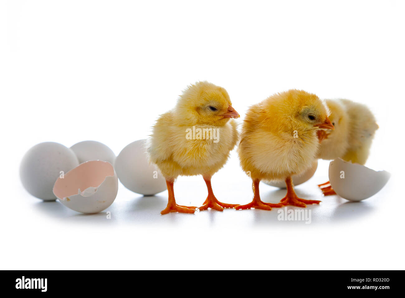 Yellow chickens and eggs isolated on a white background. Easter fluffy ...