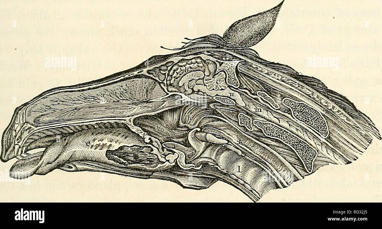 Glanders nose hi-res stock photography and images - Alamy