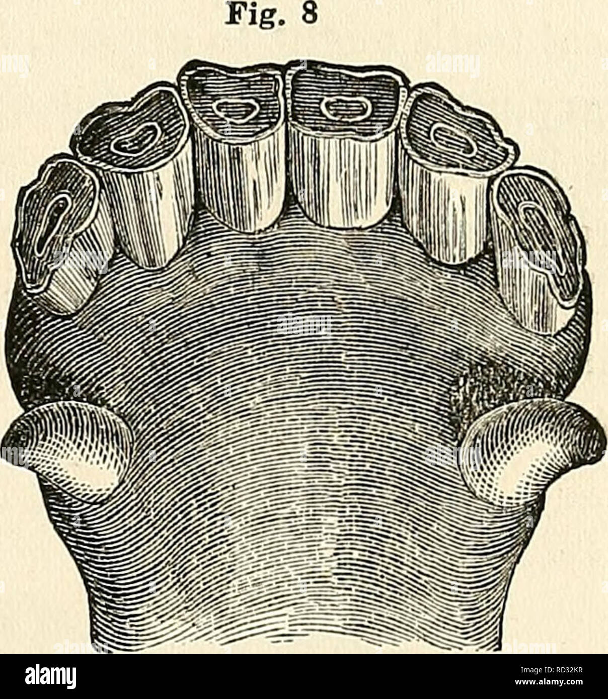 Anteriority hi-res stock photography and images - Alamy