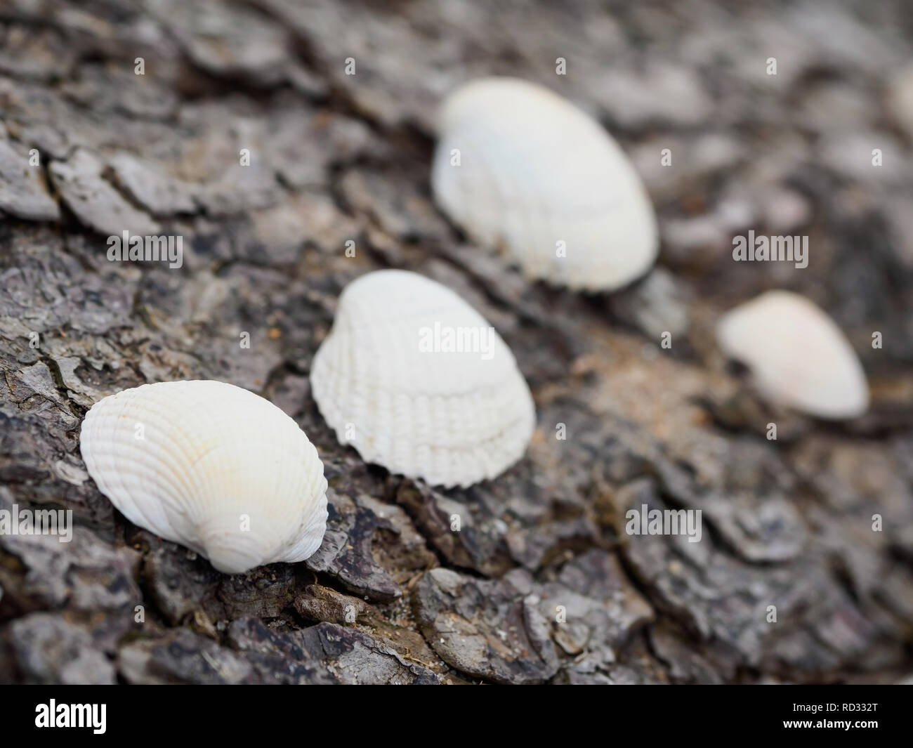 Shells on an old log at a beach Stock Photo - Alamy