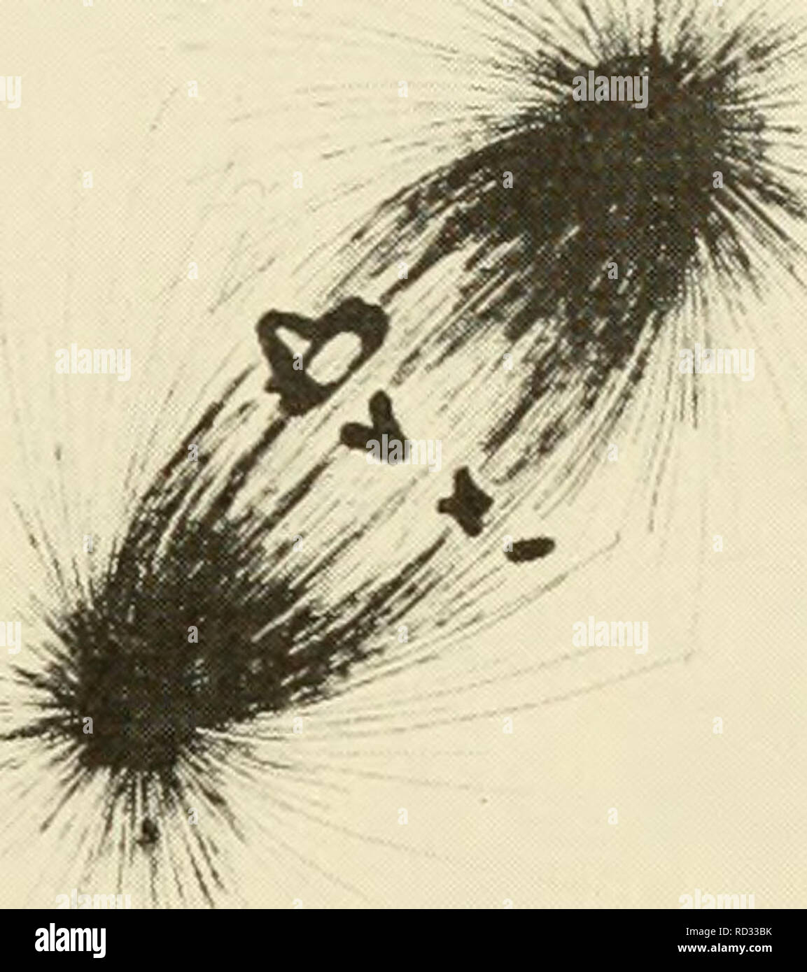 Mitotic spindle fibers hi-res stock photography and images - Alamy