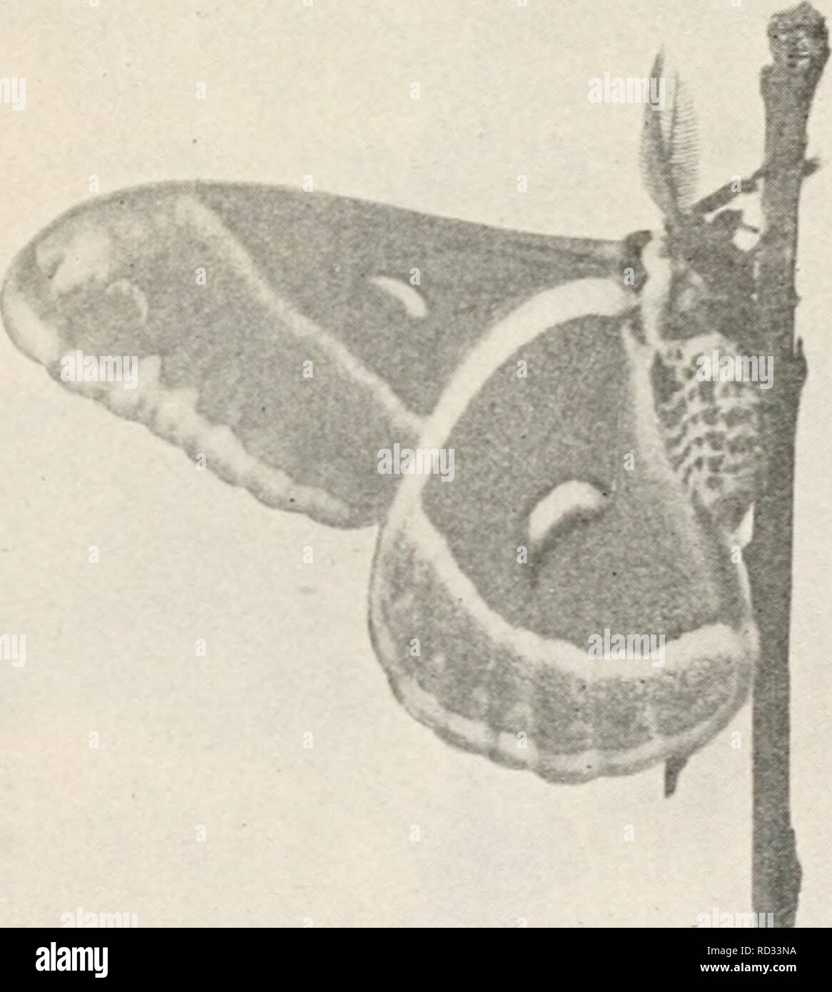 . Elementary entomology. Insects. of each abdominal segment, and with ...