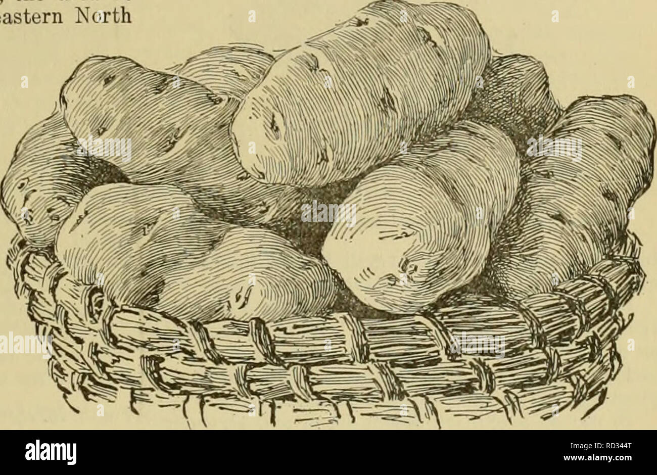 . Cyclopedia of farm crops. Farm produce; Agriculture. POTATO POTATO ...