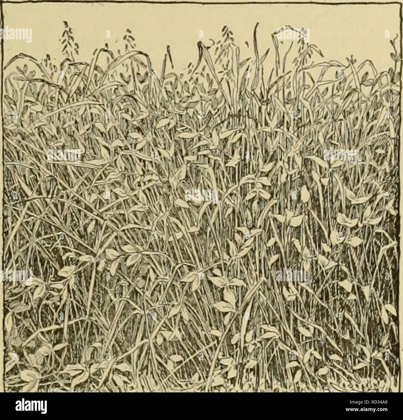 Smooth and wrinkled pea hi-res stock photography and images - Alamy