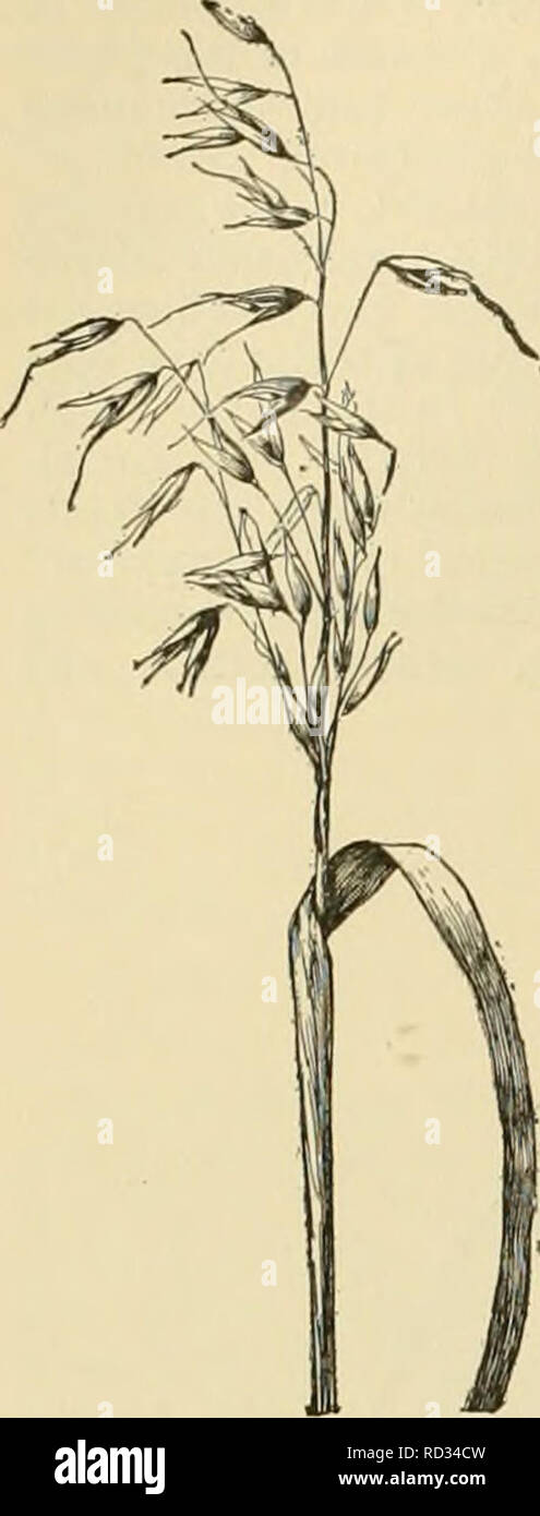 Classification of oats hi-res stock photography and images - Alamy