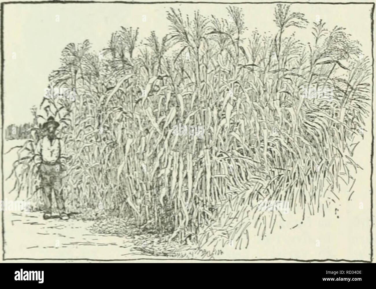 Date harvesting arizona hi-res stock photography and images - Alamy