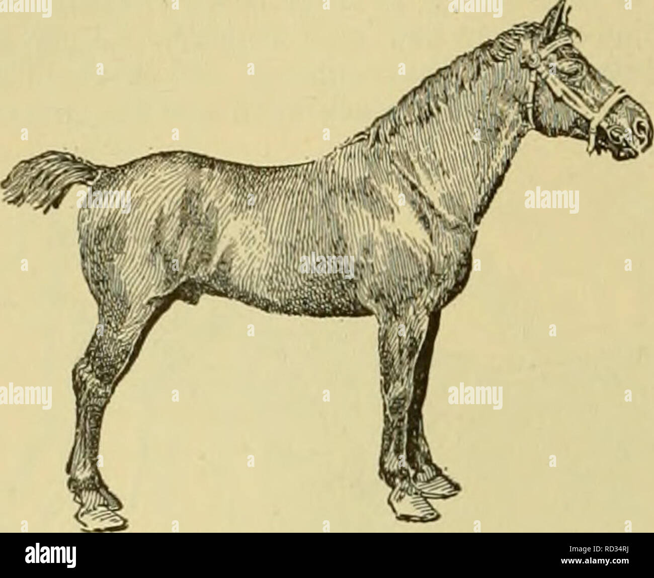 . Cyclopedia of farm animals. Domestic animals; Animal products. HORSE ...