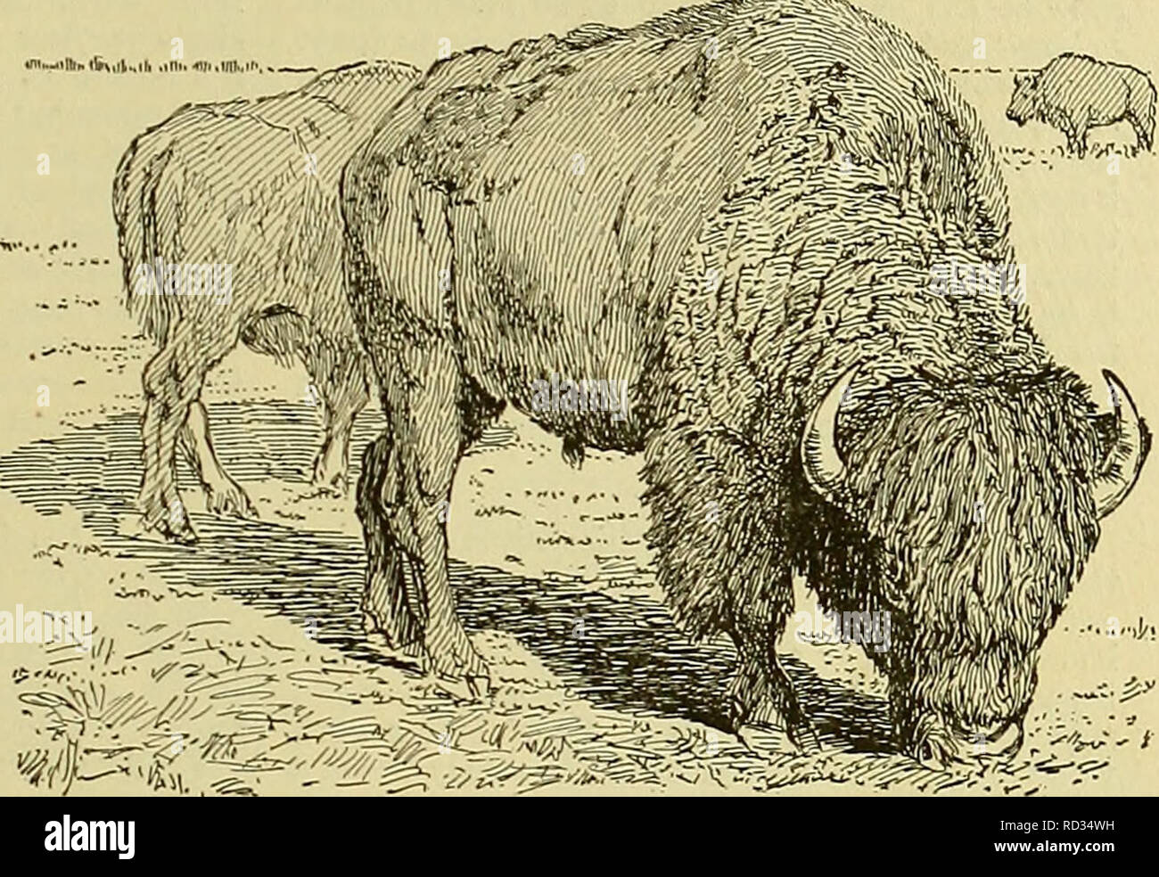 Extinct Bovine High Resolution Stock Photography and Images - Alamy