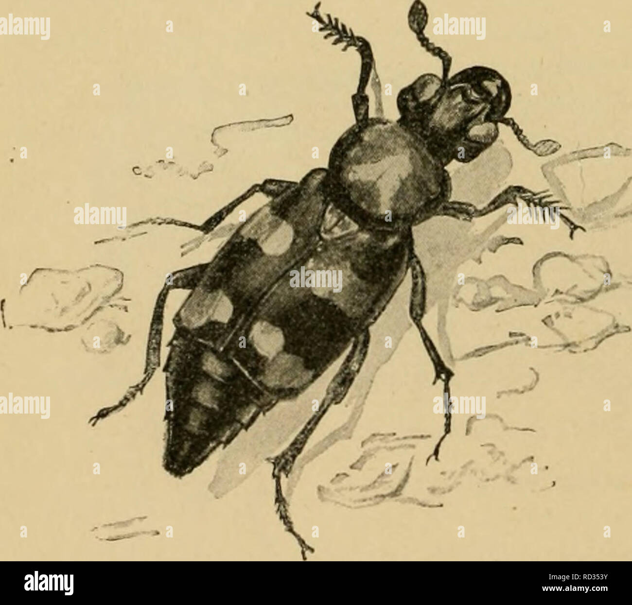 Water scavenger beetles hi-res stock photography and images - Alamy