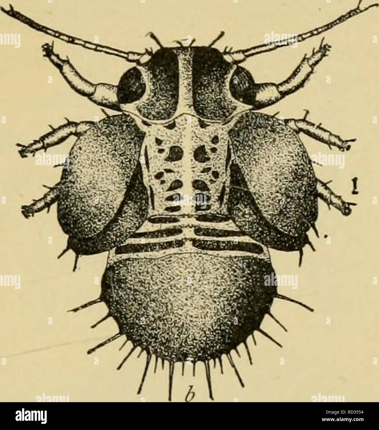 Pear psylla hi-res stock photography and images - Alamy
