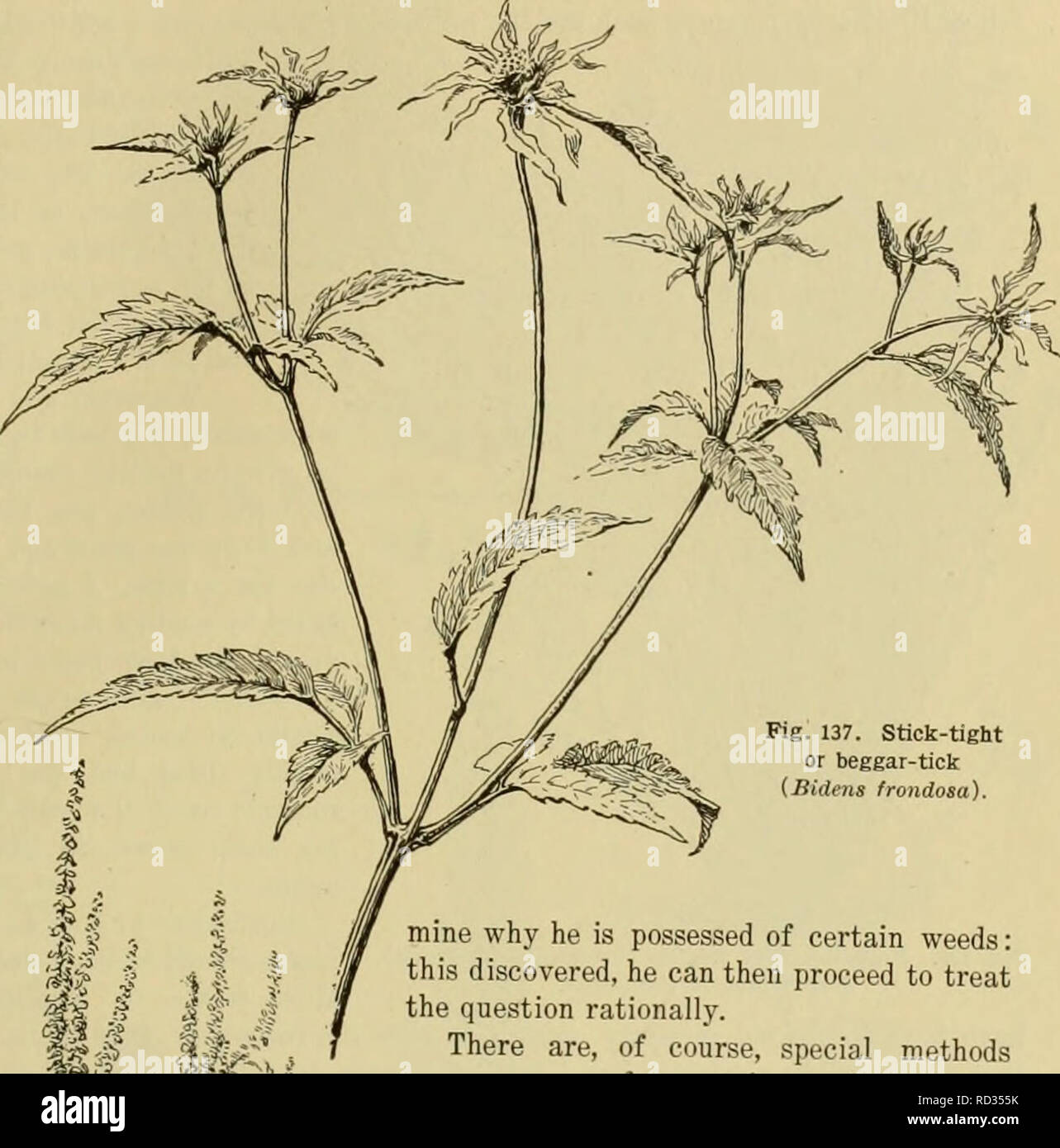 Preventing weed hi-res stock photography and images - Alamy