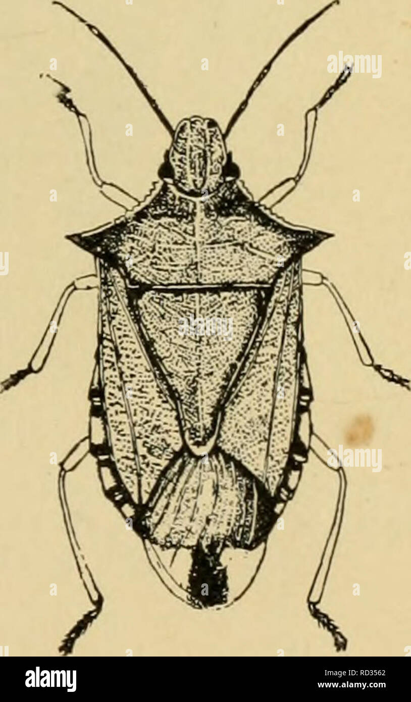 Shield shaped bug hi-res stock photography and images - Alamy