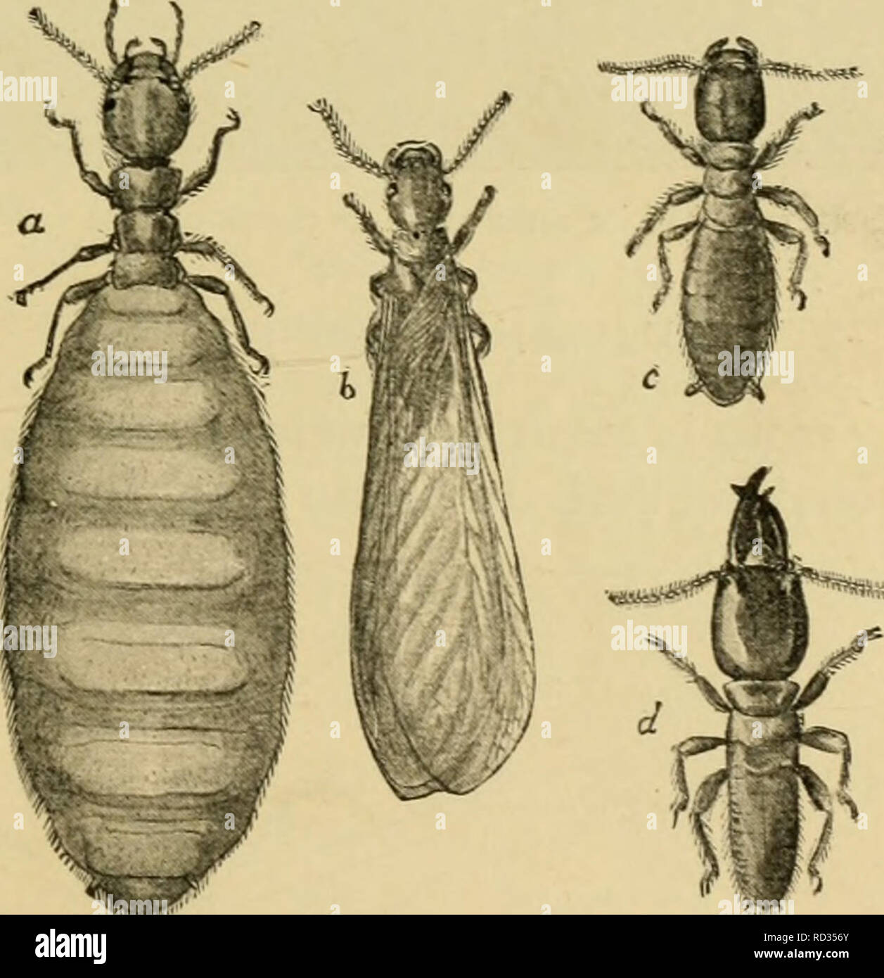 . Elementary entomology. Entomology. CHAPTER X THE WHITE ANTS, BOOK ...