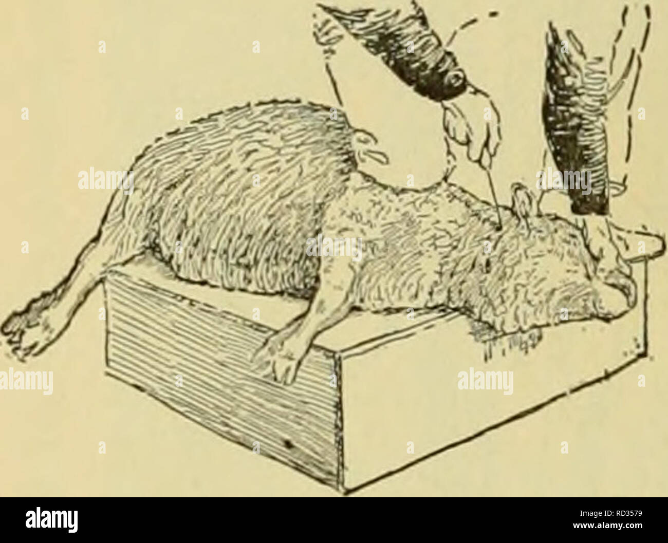 Preserving animal skin hi-res stock photography and images - Alamy