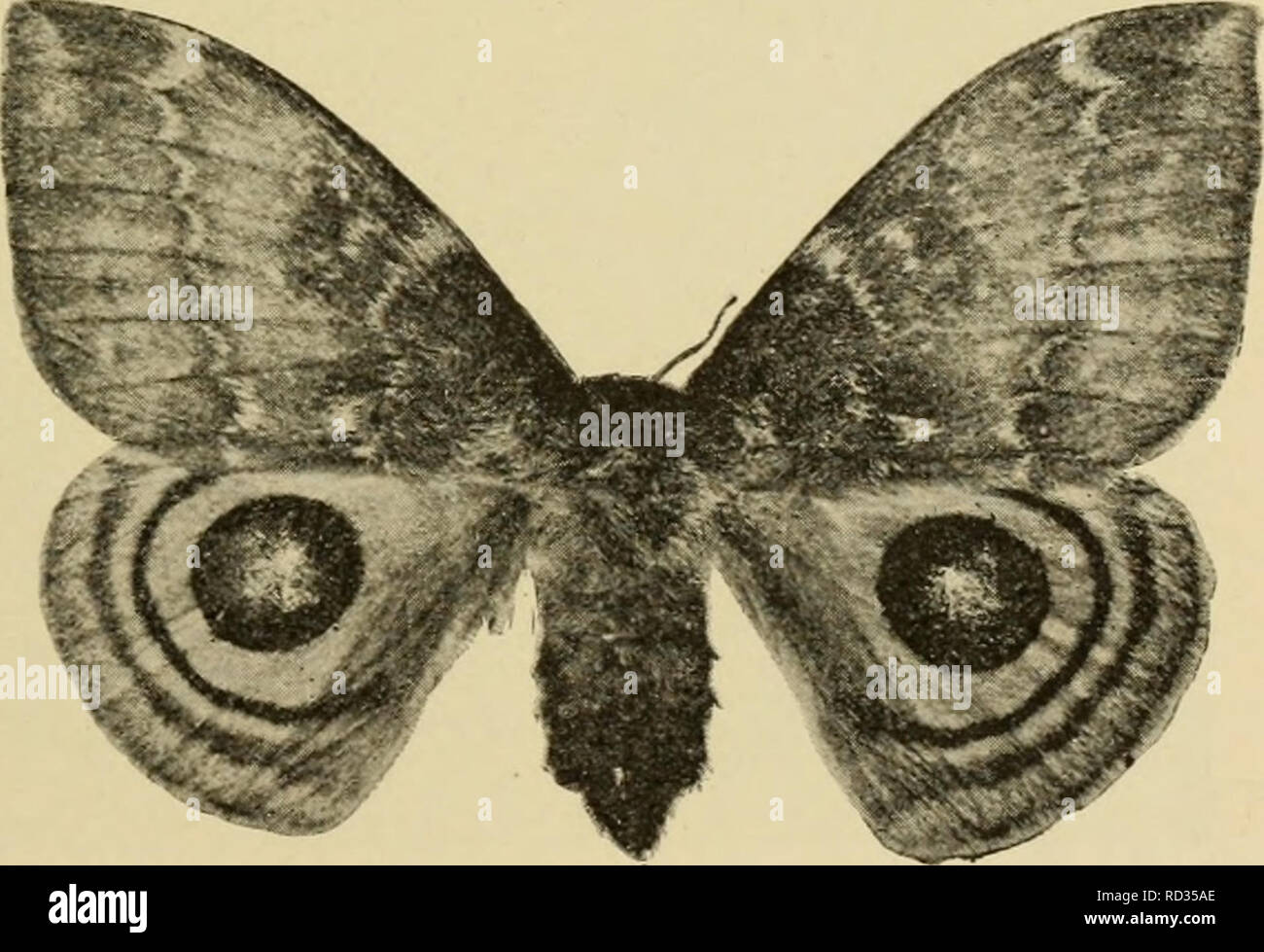 Two prominent larger moths hi-res stock photography and images - Alamy