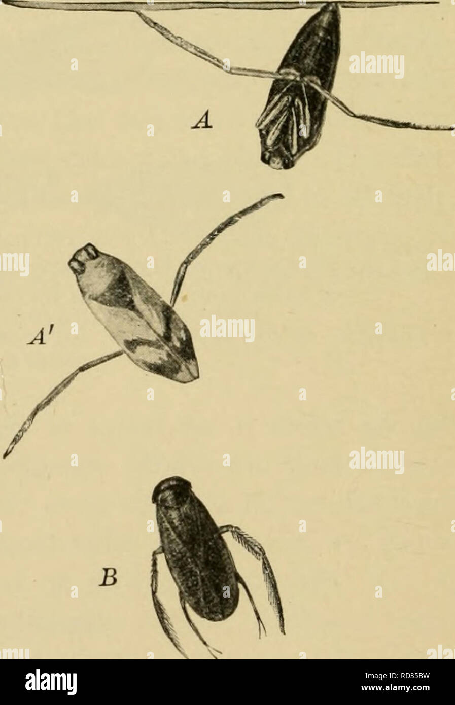 . Elementary entomology. Entomology. Fig. 140. A winged pea aphis ...