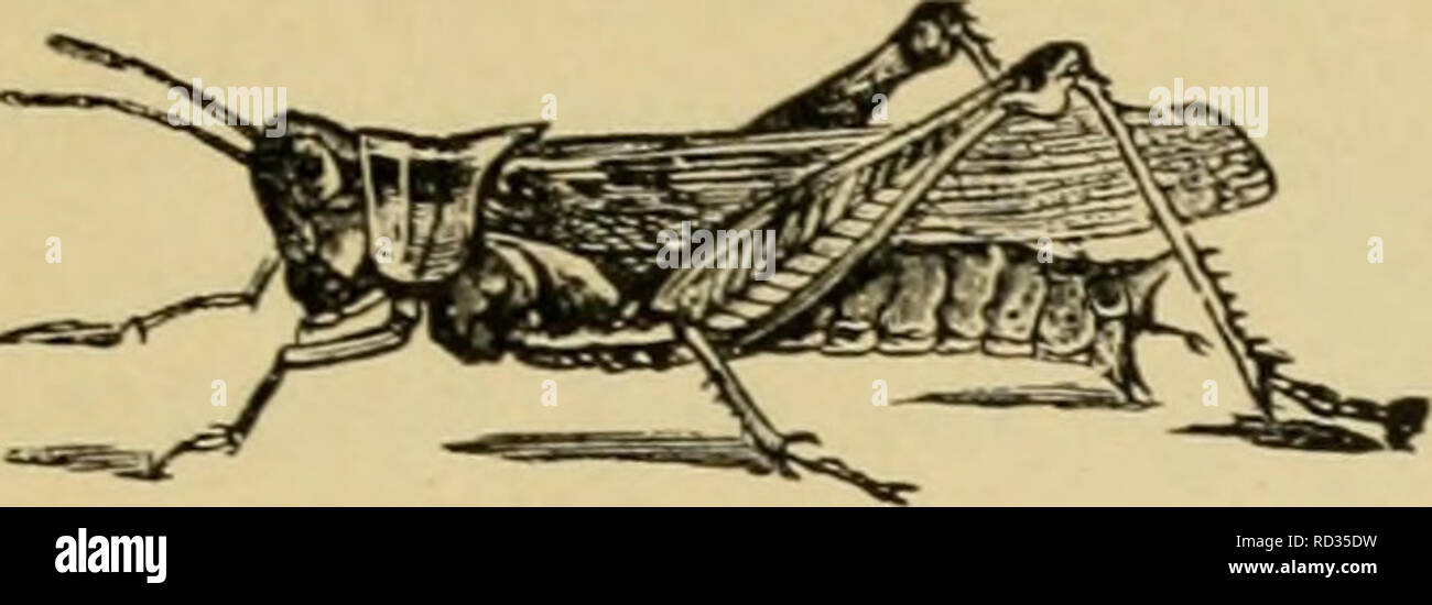 . Elementary entomology. Entomology. ORTHOPTERA 8l. Fig. 98. The red ...