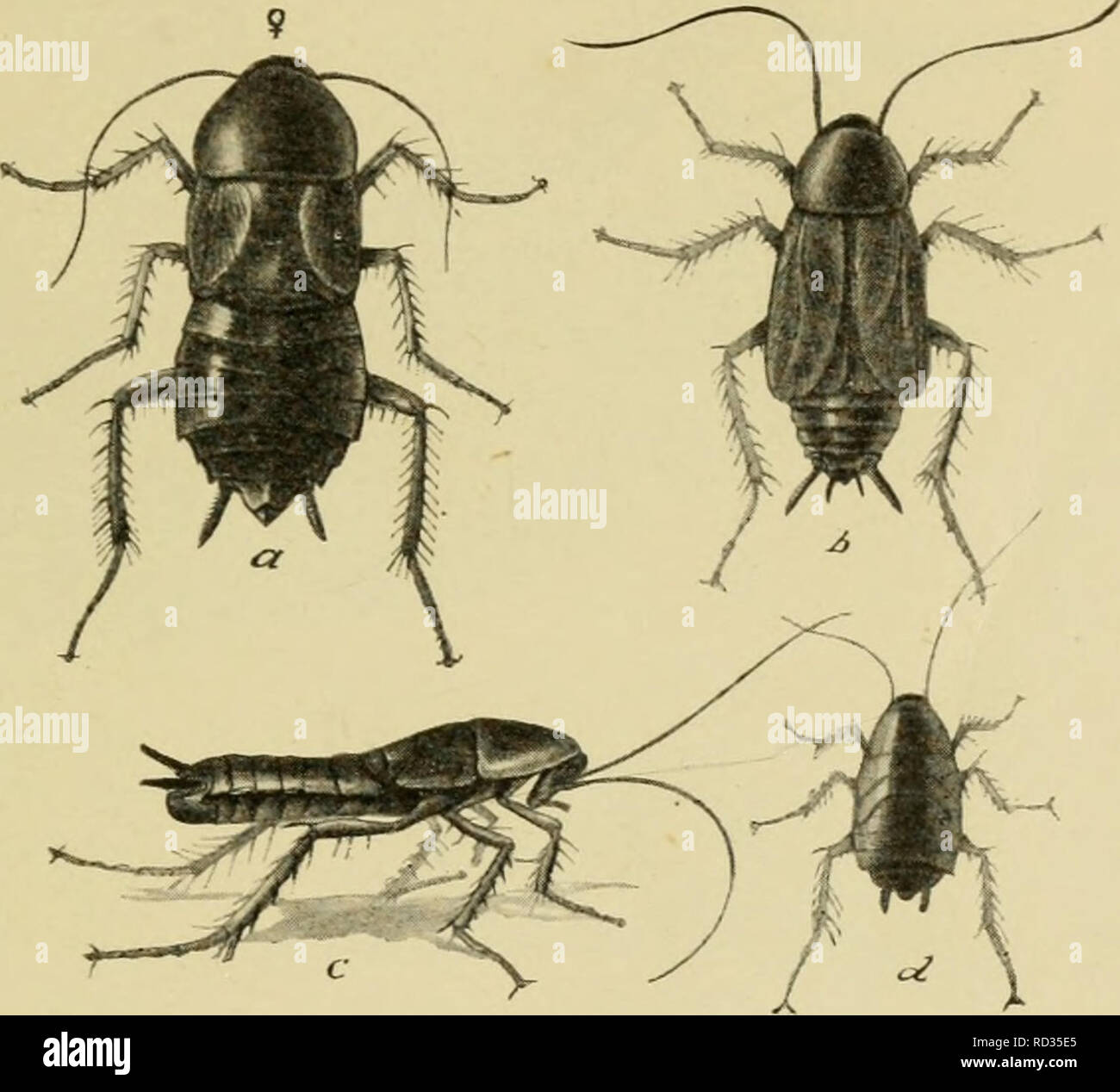Cockroaches nuisance hi-res stock photography and images - Alamy