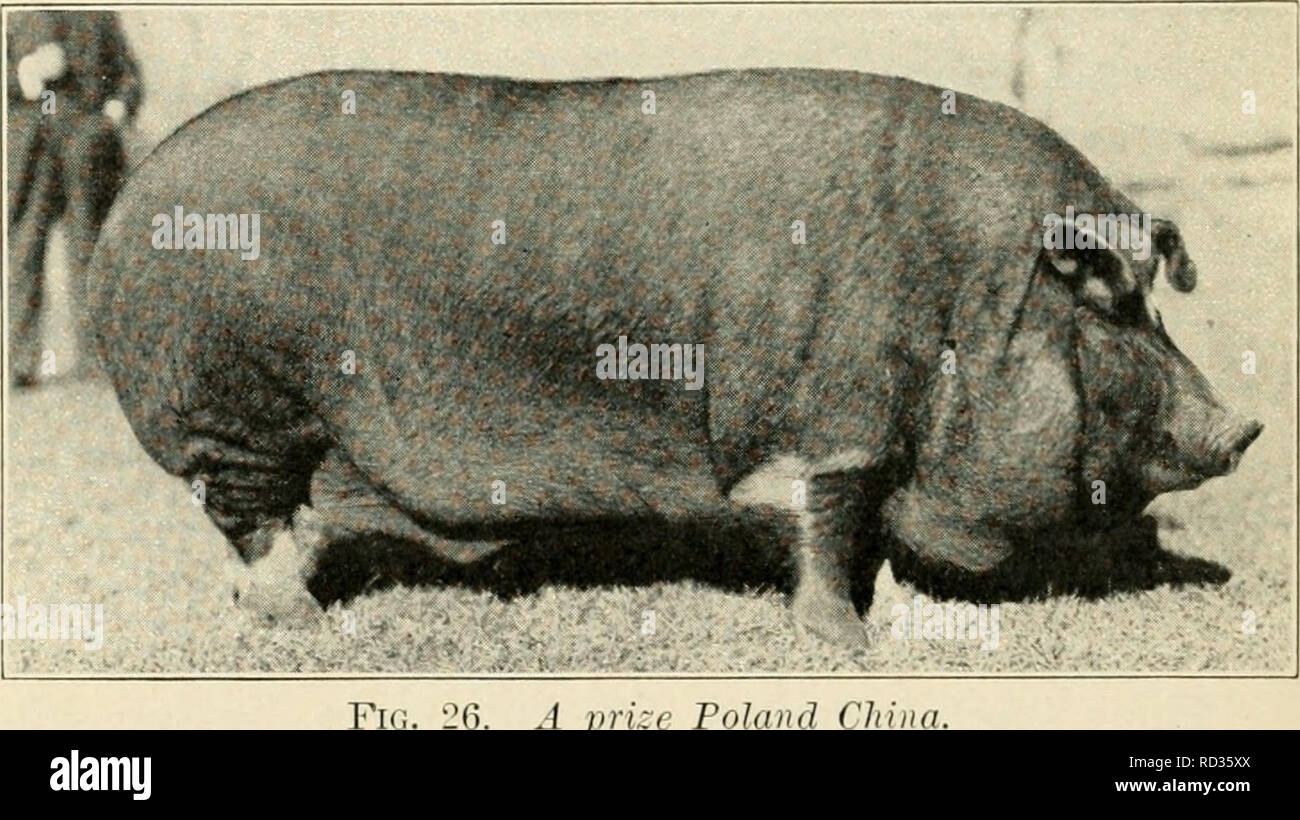 . Elementary agriculture. Agriculture. 46 ELEMENTARY AGRICULTURE Jersey ...