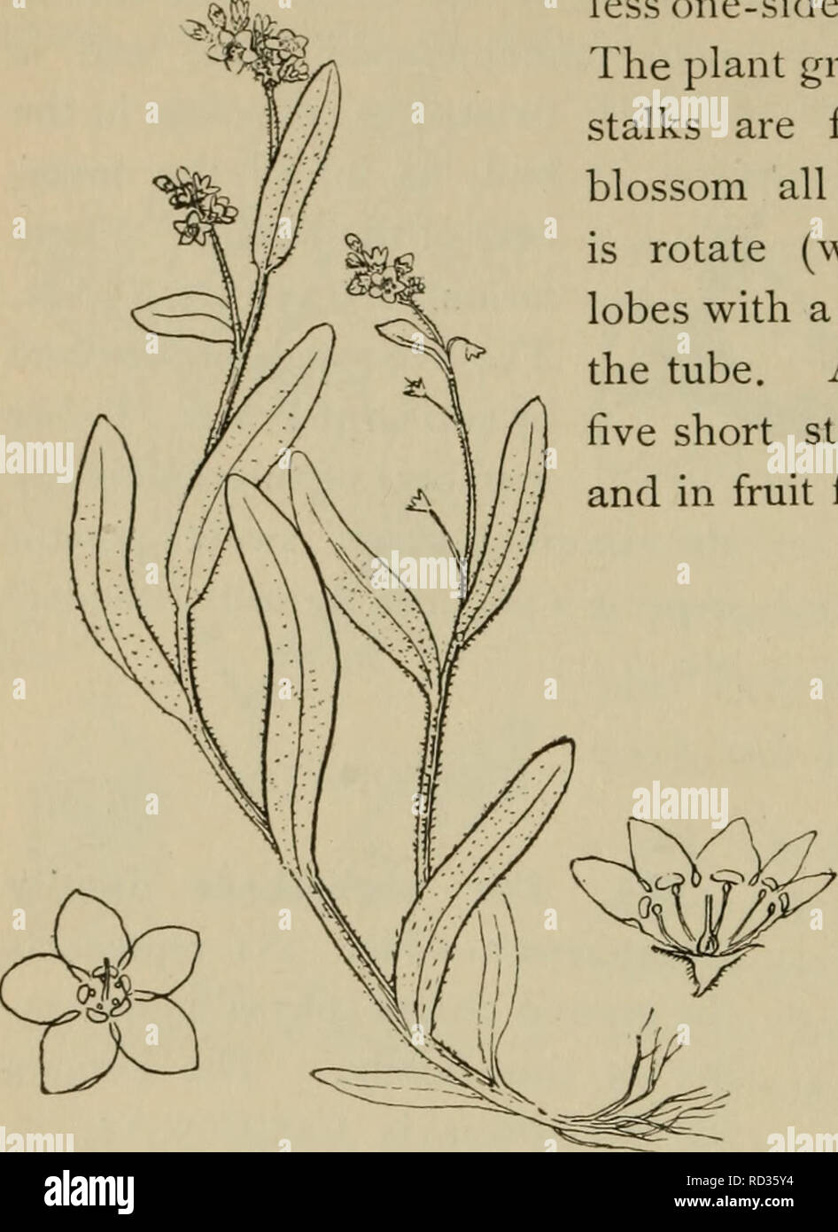 . Elementary botany. Botany. 2S6 DICOTYLEDONS. me-not belongs to this ...