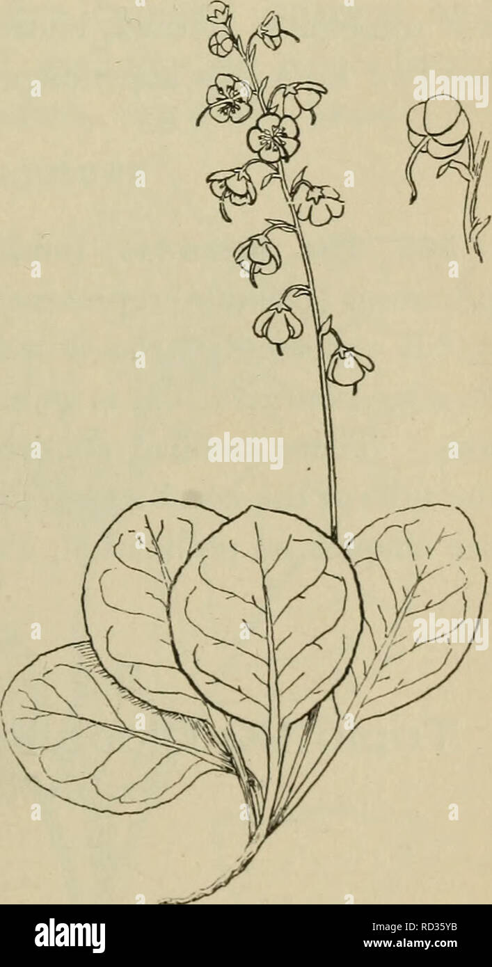. Elementary botany. Botany. CHAPTER XUI. DICOTYLEDONS CONCLUDED ...