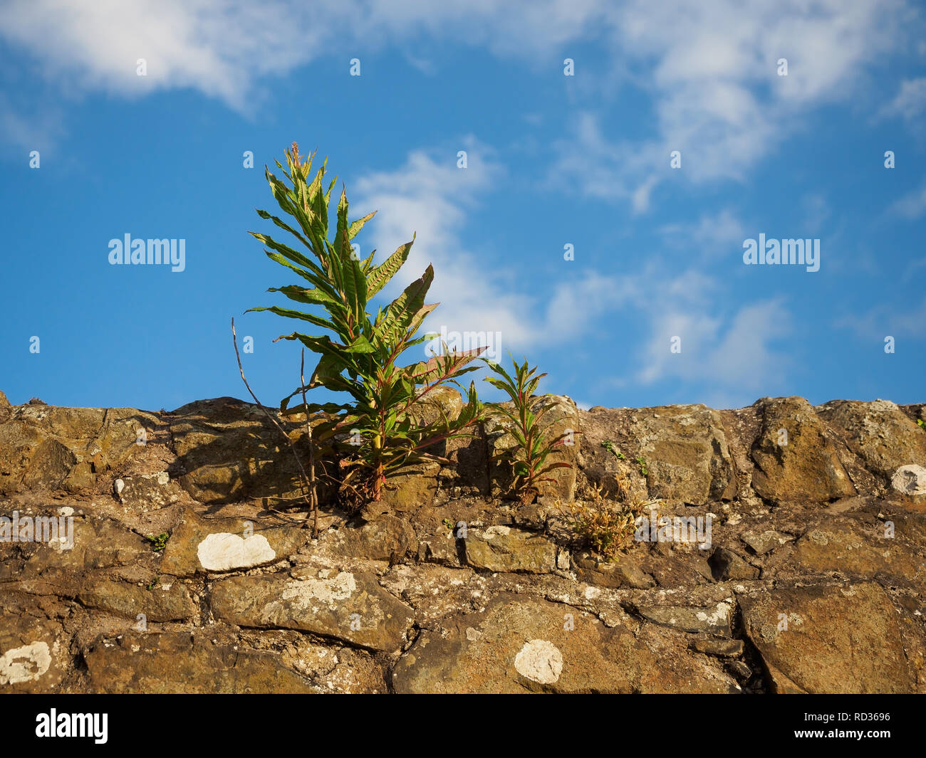 Stone wall with weed hi-res stock photography and images - Alamy