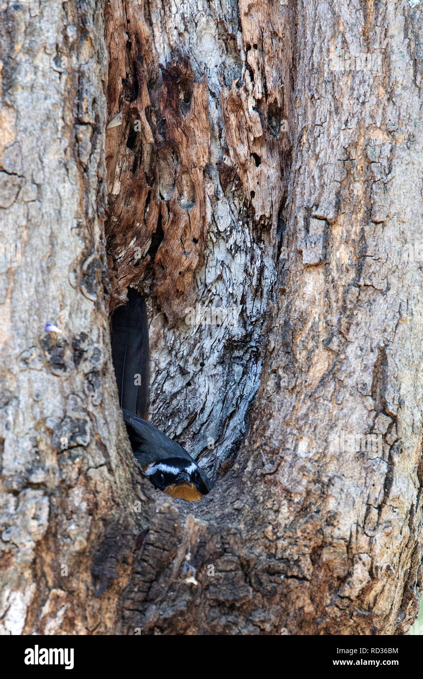 Nest hollow tree hi-res stock photography and images - Alamy