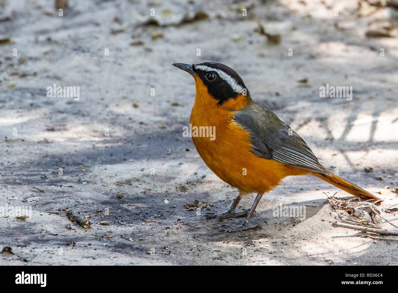 Cape robin hi-res stock photography and images - Alamy