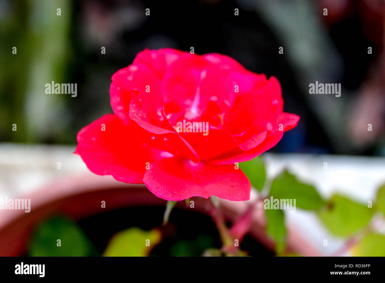 Simple red rose blooming hi-res stock photography and images - Alamy