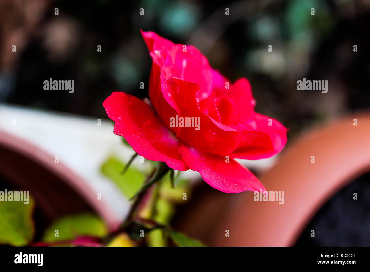 Simple red rose hi-res stock photography and images - Alamy