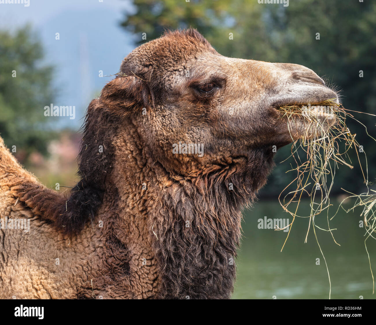Head of bactrian camel (Camelus bactrianus, family: Camelidae Stock ...