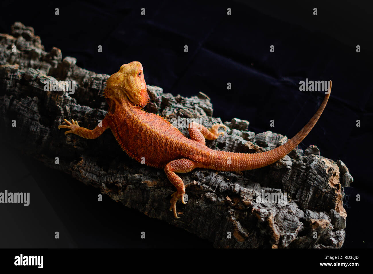 Overhead shot of a bearded dragon sitting on a log with a dark ...