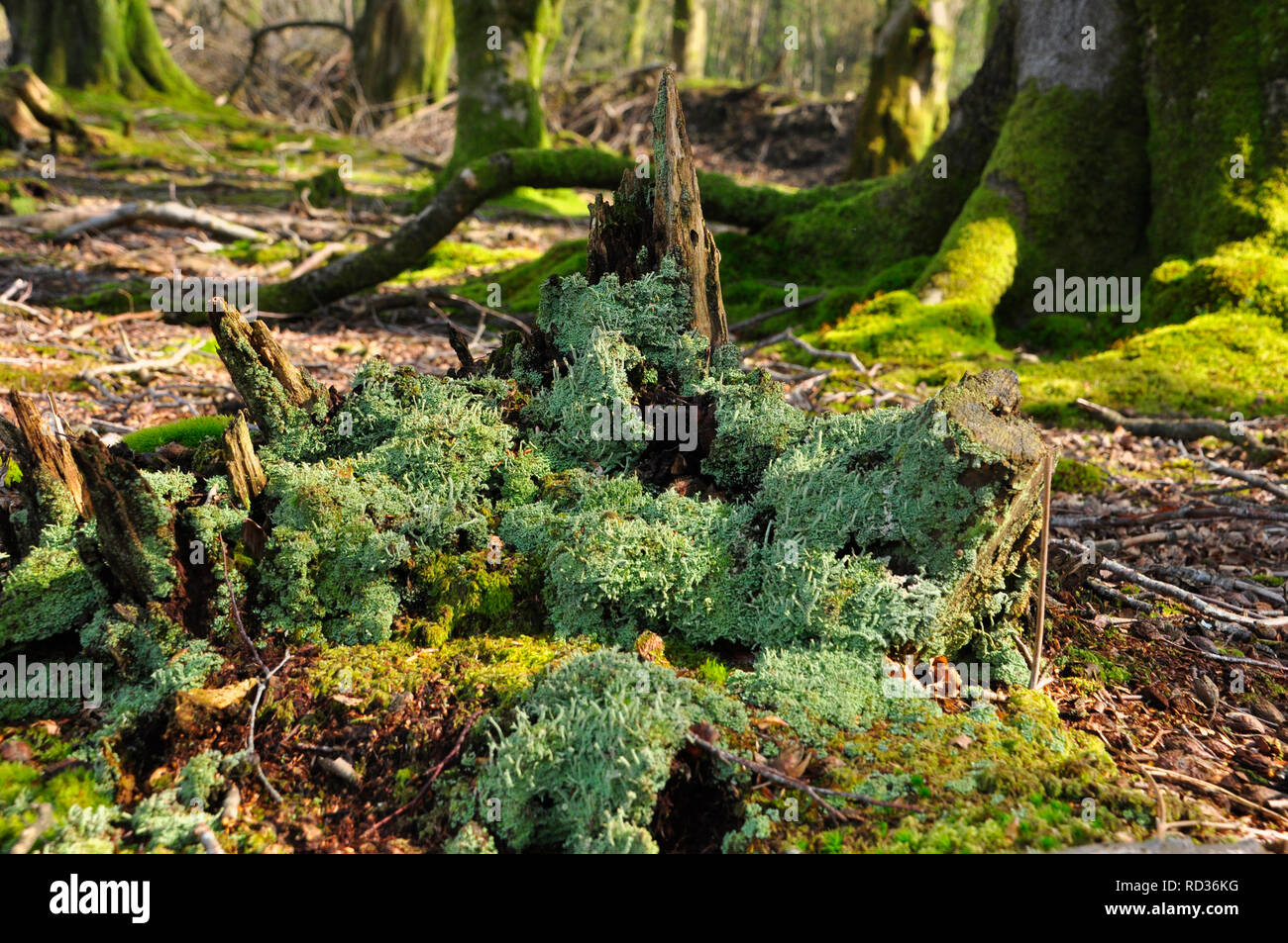 Green lichen hi-res stock photography and images - Alamy