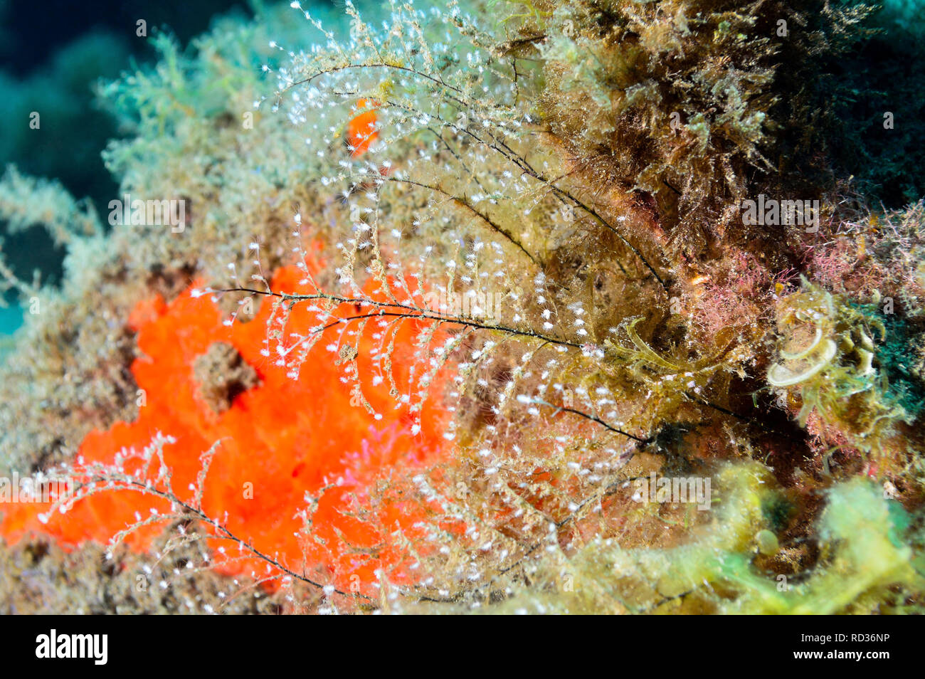 Canary islands fauna hi-res stock photography and images - Alamy