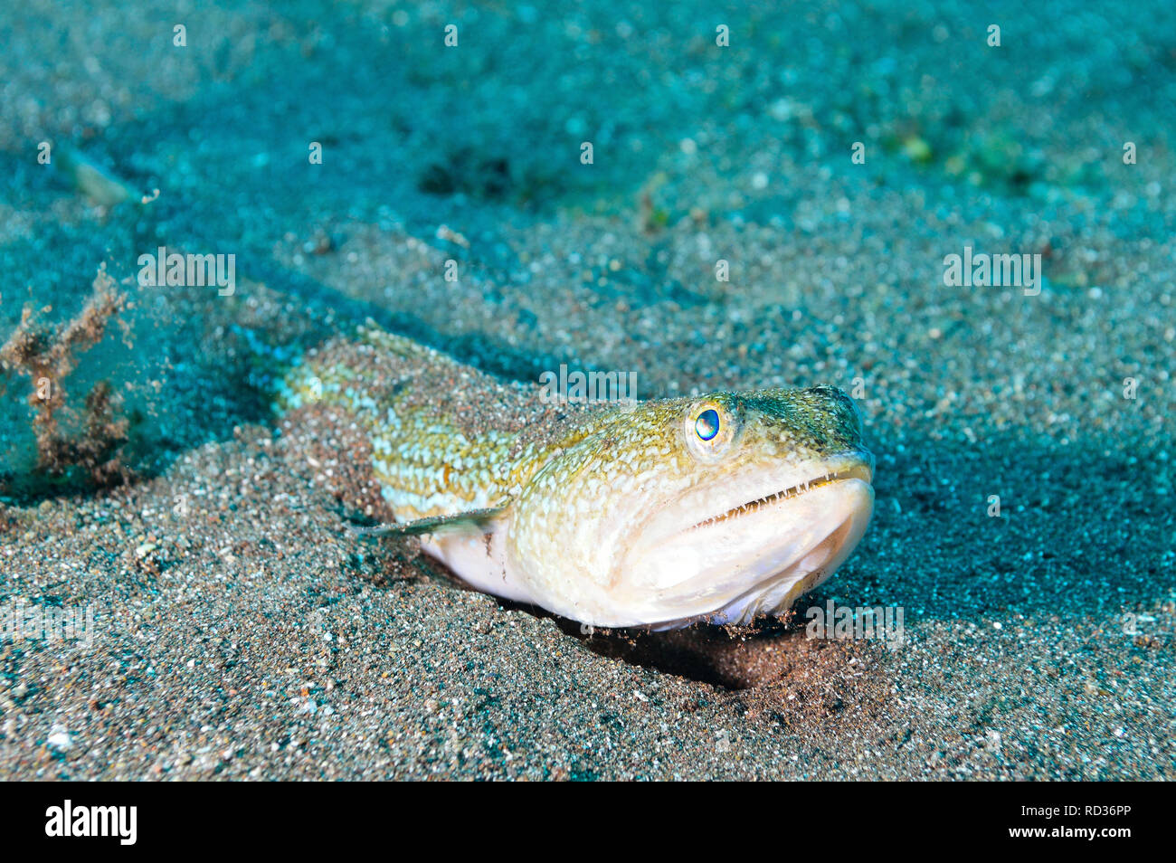 Atlantic Lizardfish in Tenerife - Canary Islands Stock Photo - Alamy