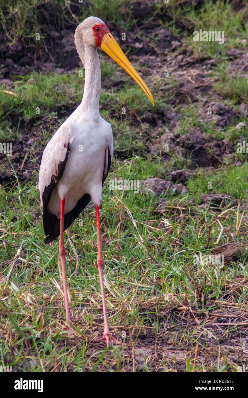The yellow-billed stork, wood stork or wood ibis(Mycteria ibis) on the ...