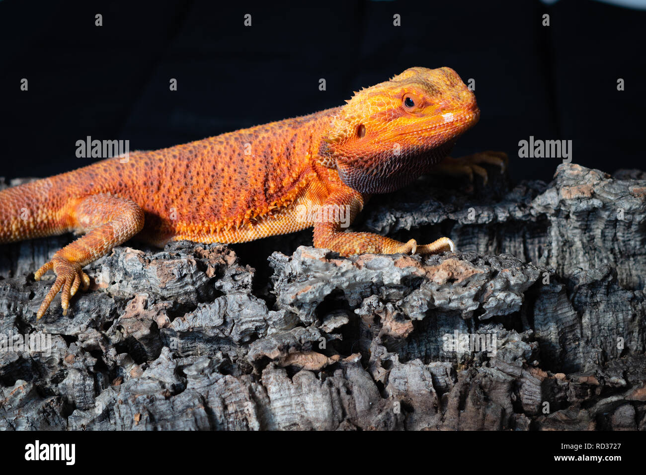 Bearded dragon sitting on log with a dark Background Stock Photo - Alamy