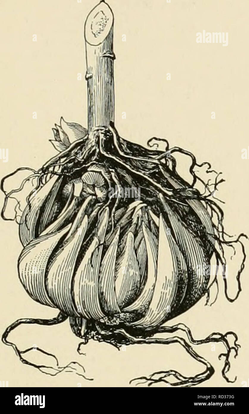 . Cyclopedia of American horticulture, comprising suggestions for ...