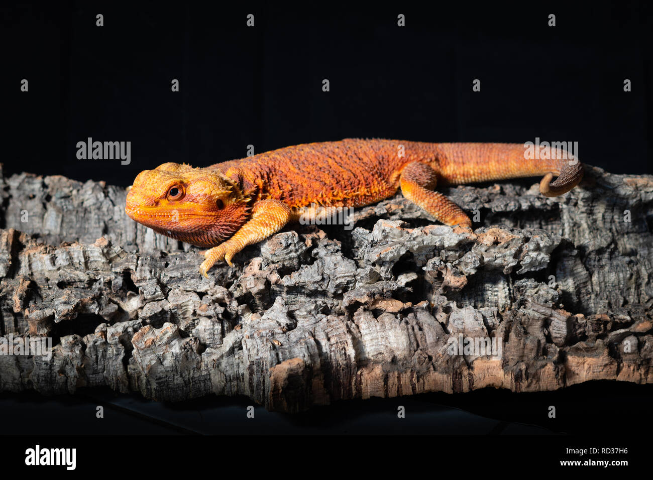 Bearded dragon sitting on a log with a dark background Stock Photo - Alamy