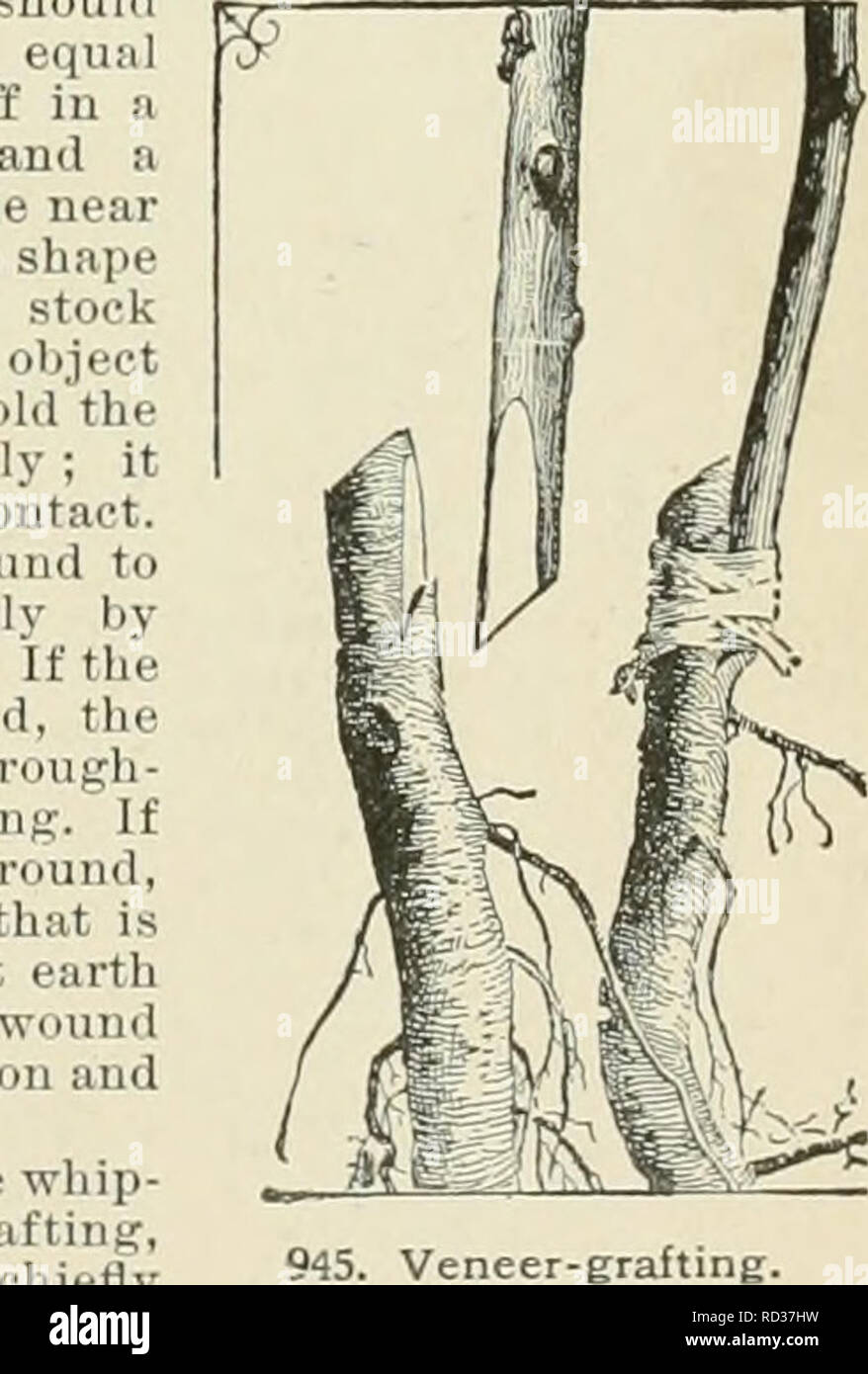 Flowers set in resin hi-res stock photography and images - Alamy