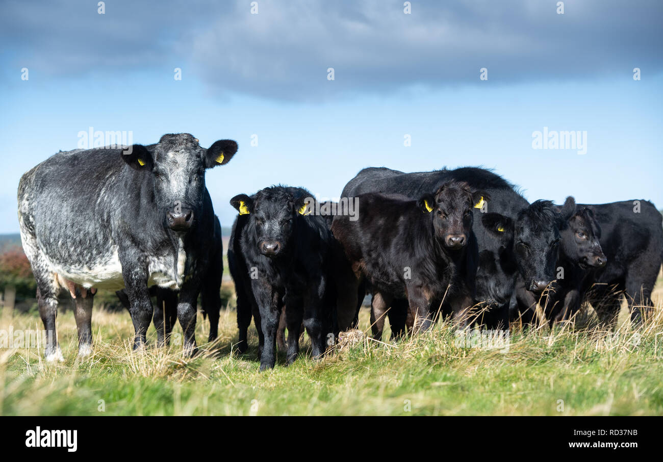 Bull in north yorkshire field hi-res stock photography and images - Alamy