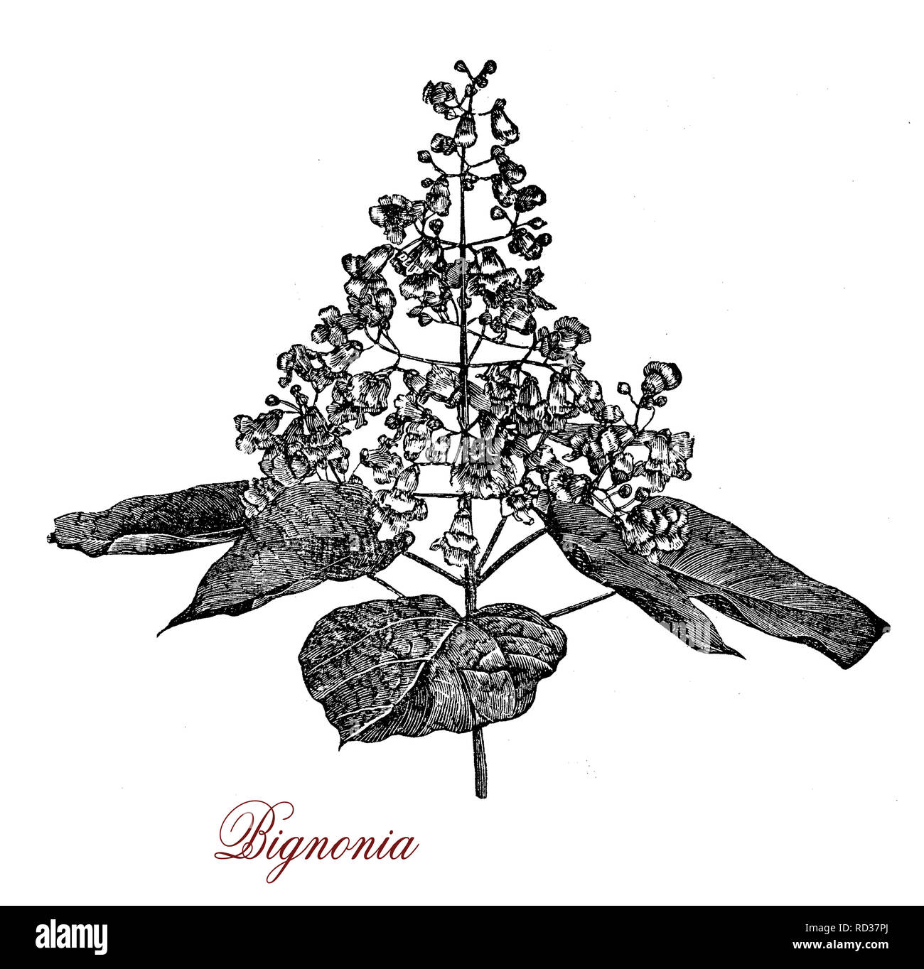 Bignonia capreolata, crossvine native to North America with long ...