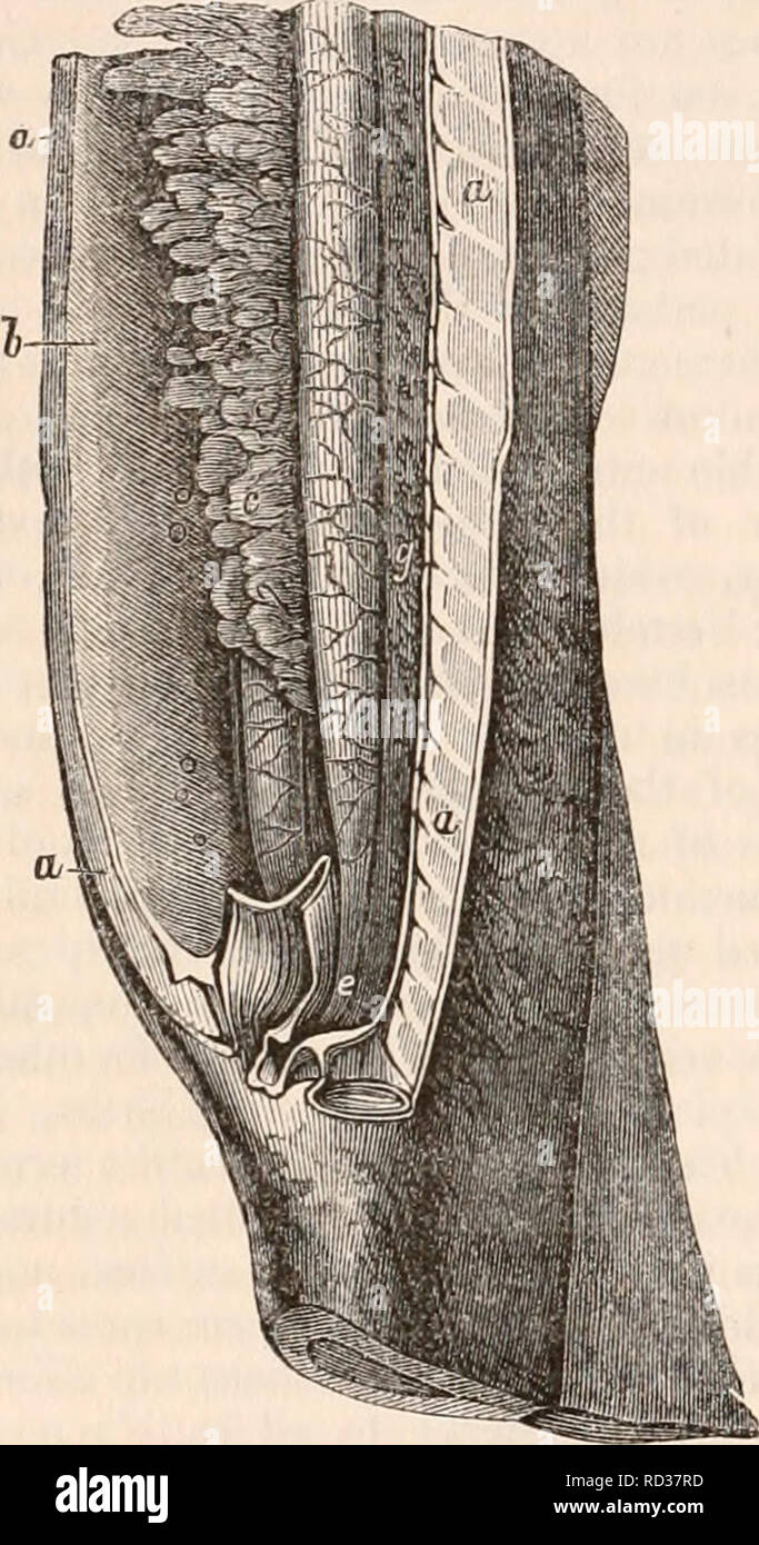 Eels anatomy hi-res stock photography and images - Alamy
