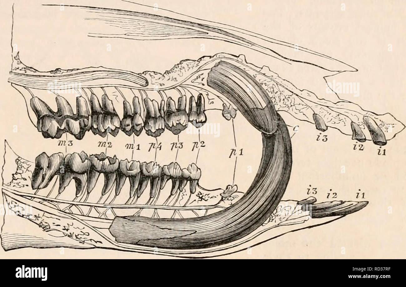. The cyclopædia of anatomy and physiology. Anatomy; Physiology ...