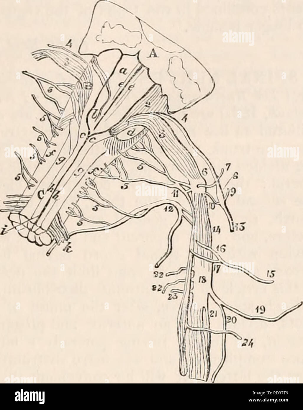 . The cyclopædia of anatomy and physiology. Anatomy; Physiology ...